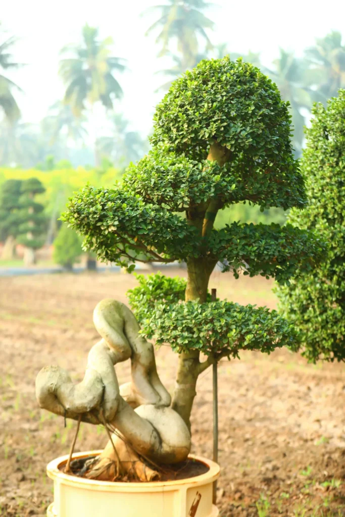 Dragon Root Bonsai - srisatyadevanursery