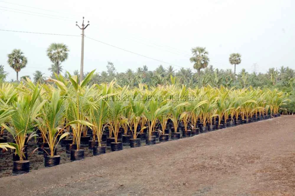 Orange Coconut Tree - srisatyadevanursery